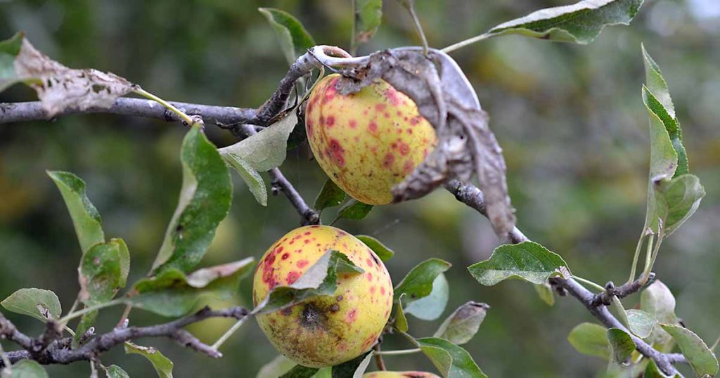 Top 5 Best Fungicide For Apple Trees