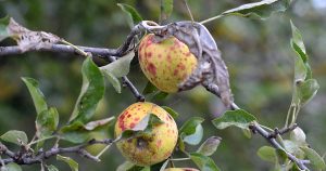 Top 5 Best Fungicide For Apple Trees